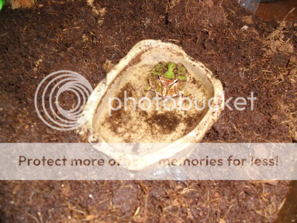 Peppermint pacman frog | Page 4 | Reptile Forums