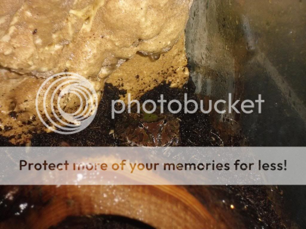 Peppermint pacman frog | Page 4 | Reptile Forums