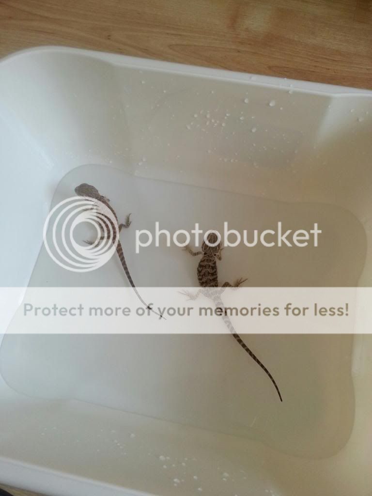 Flo & Ruby's first bath :) | Reptile Forums